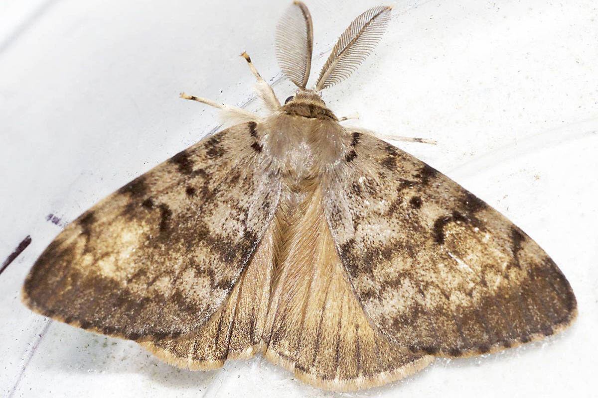 All You Need To Know About Gypsy Moths? - Quality Affordable Pest Control