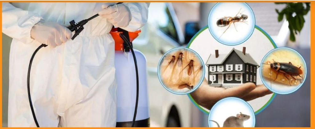 How to Choose a Pest Control Company