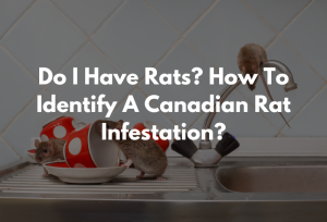 Do I Have Rats? How To Identify A Canadian Rat Infestation? - Quality ...
