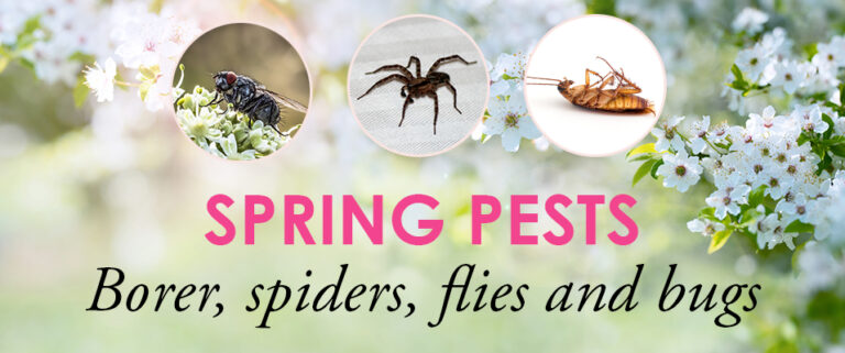 Get Ready For Spring Pests - Quality Affordable Pest Control