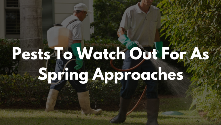 Pests To Watch Out For As Spring Approaches - Quality Affordable Pest ...