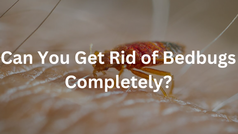 Can You Get Rid of Bedbugs Completely? - Quality Affordable Pest Control