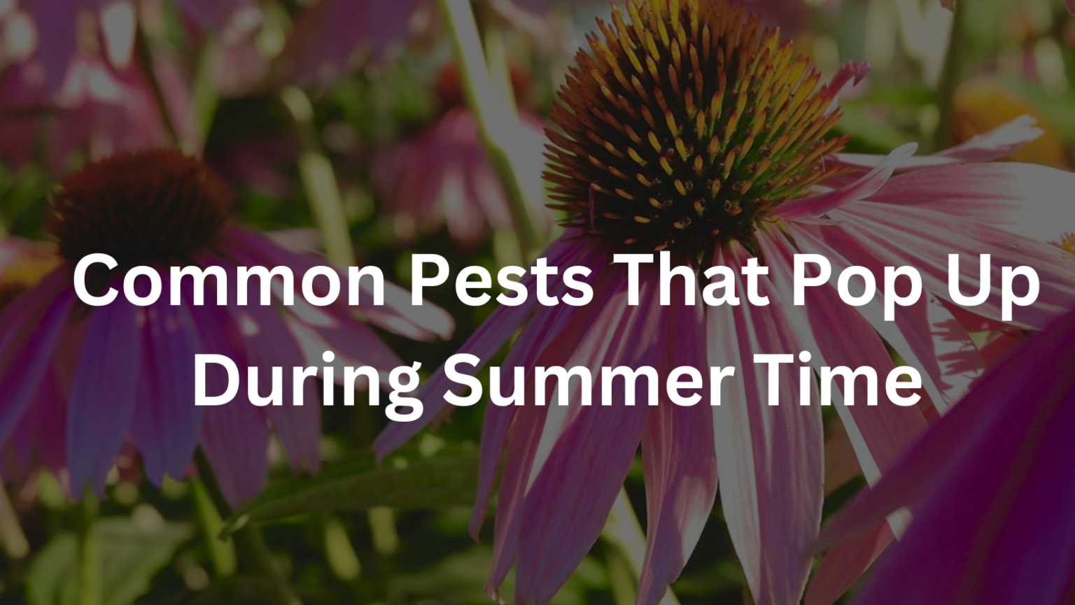 Common Pests That Pop Up During Summer Time - Quality Affordable Pest ...