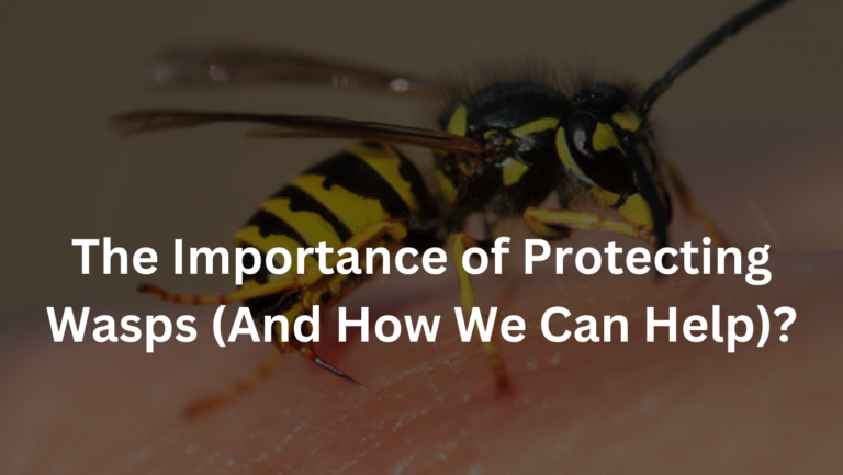 The Importance of Protecting Wasps (And How We Can Help)? - Quality ...
