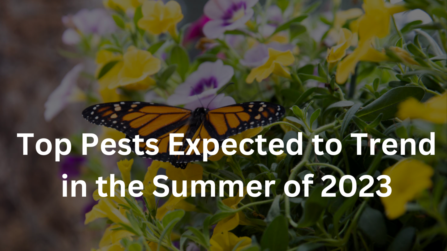 Top Pests Expected to Trend in the Summer of 2023 - Quality Affordable ...