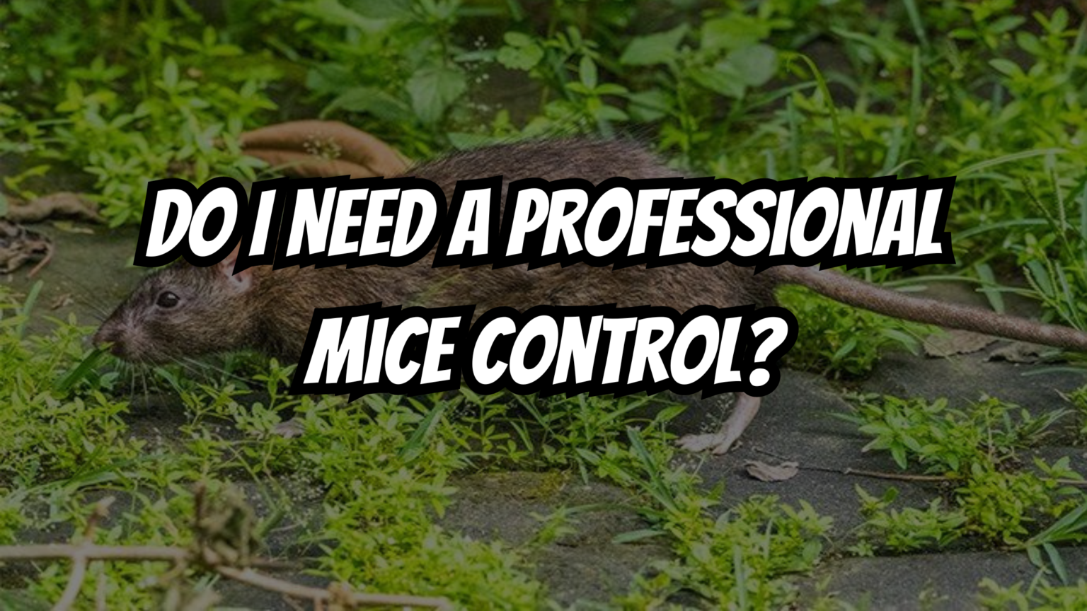 Do I Need a Professional Mice Control? - Quality Affordable Pest Control