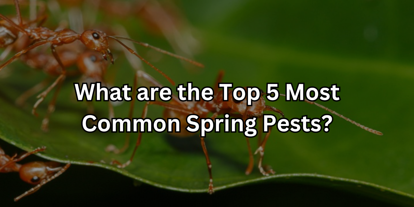 What are the Top 5 Most Common Spring Pests? - Quality Affordable Pest ...