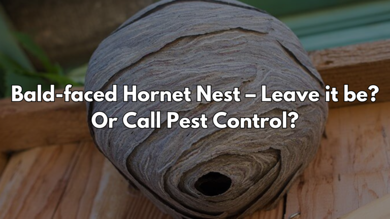 Bald-faced Hornet Nest – Leave it be? Or Call Pest Control? - Quality Affordable Pest Control