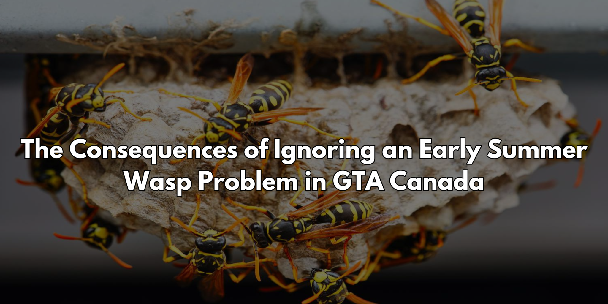 The Consequences of Ignoring an Early Summer Wasp Problem in GTA Canada ...