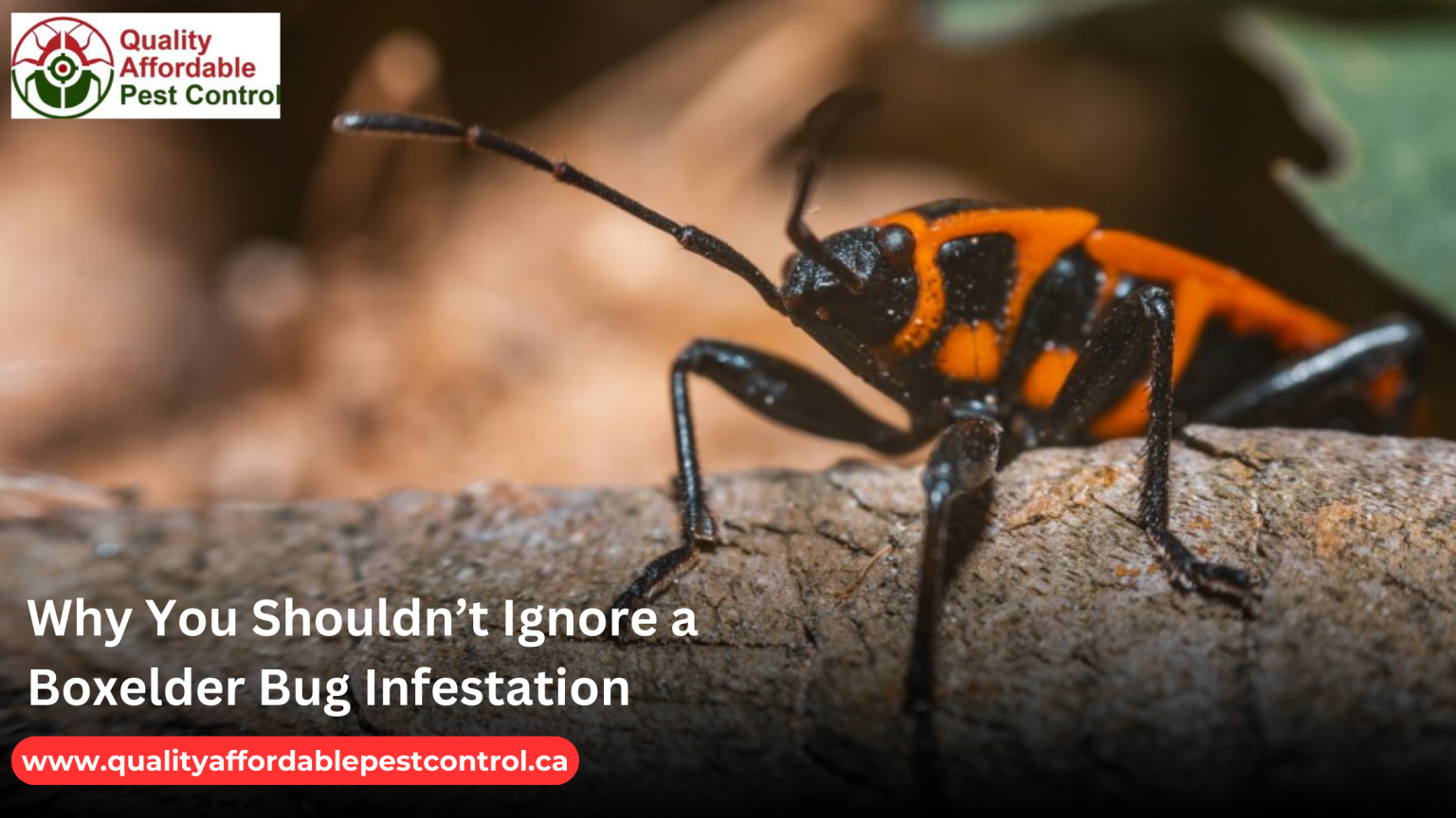 Why You Shouldn’t Ignore a Boxelder Bug Infestation - Quality ...