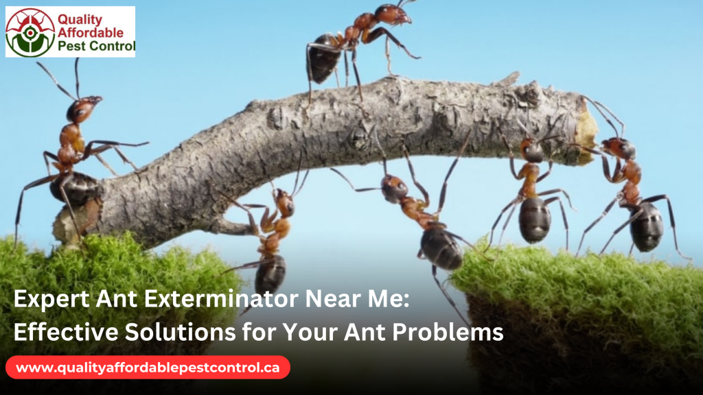 Expert Ant Exterminator Near Me: Effective Solutions for Your Ant ...