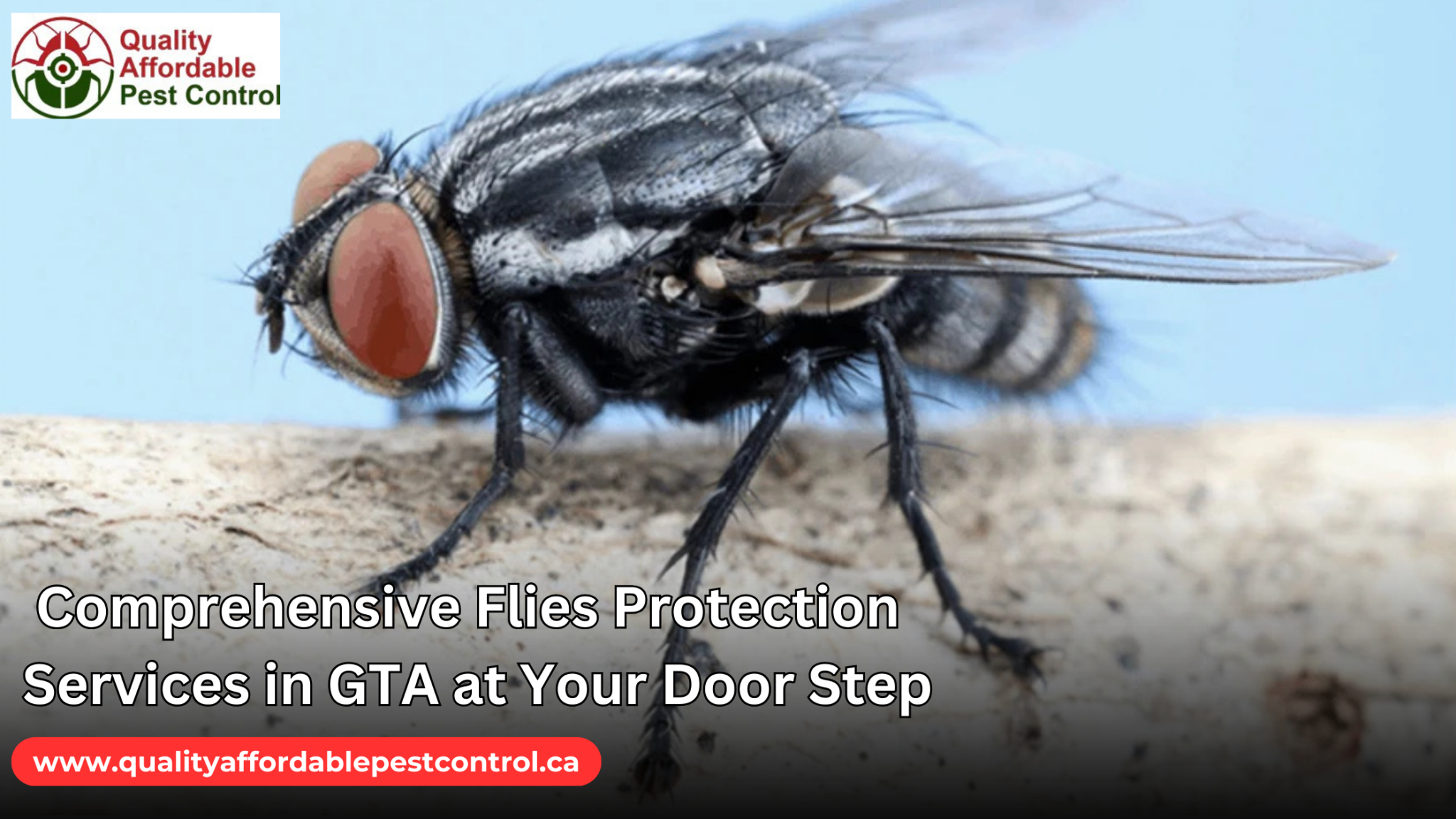 Flies Resources - Quality Affordable Pest Control