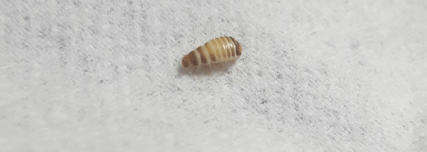 Carpet Beetles Removal | Quality Affordable Pest Control